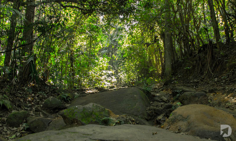 Trilha do Pai Zé no Parque do Jaraguá